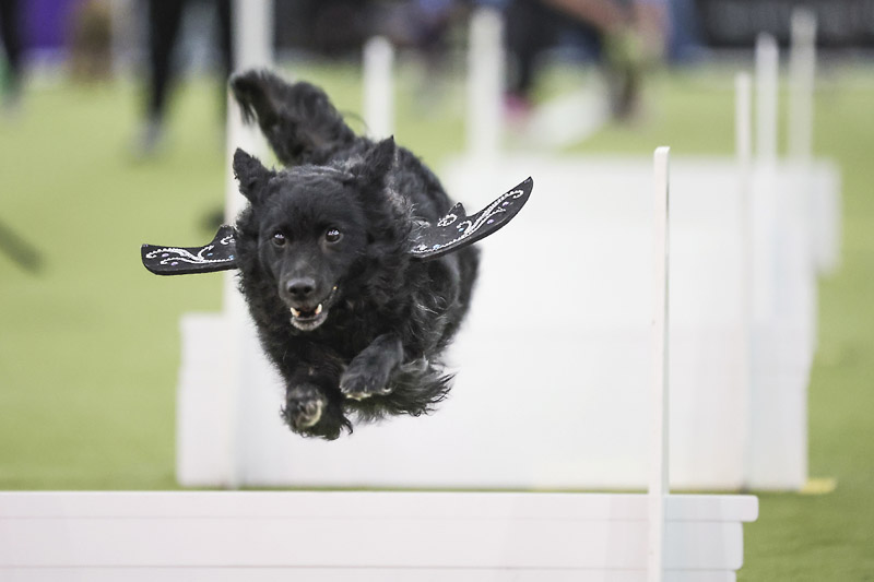 Call it the Dog Bowl. Westminster show’s canine athletes get their ...